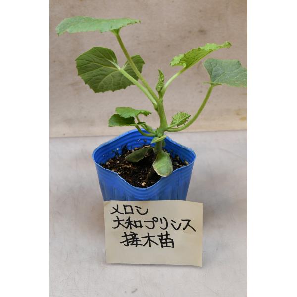 従来のプリンスメロンよりも着果の良い豊産性の品種です。9cm〜10.5cmポリポット
