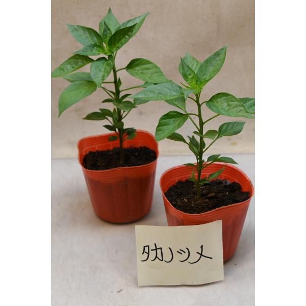 タカノツメは日本の代表的なトウガラシです。小ぶりで辛味の強い品種です。9cm〜10.5cmポリポット