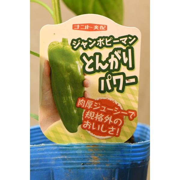果長15cm、直径4cm、果重70g程度が収穫目安となる品種。果肉は厚く甘みがあり、苦みやピーマン臭が少ないため極めて食味が良好なピーマンです。9ｃｍ〜10.5ｃｍポリポット