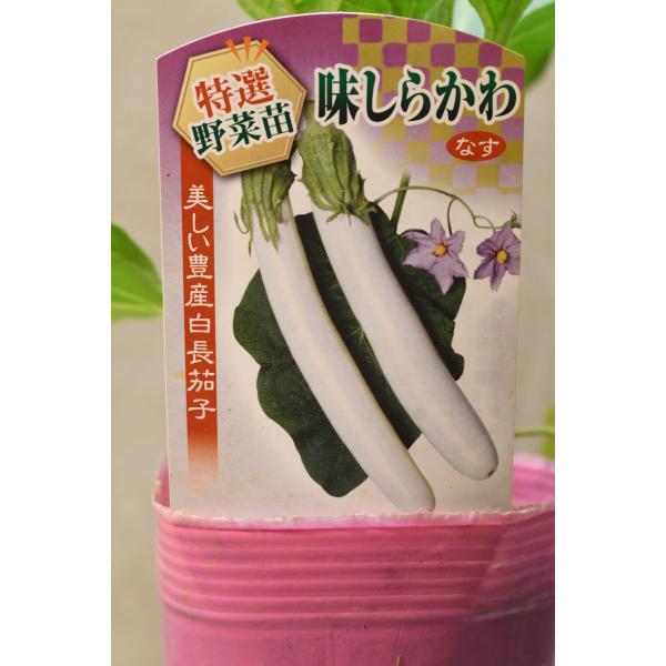 味しらかわはへたが緑で、果実が白い長なすです。加熱するとやわらかくなり、ほんのり甘味もある美味しい品種です。9cm〜10.5cmポリポット