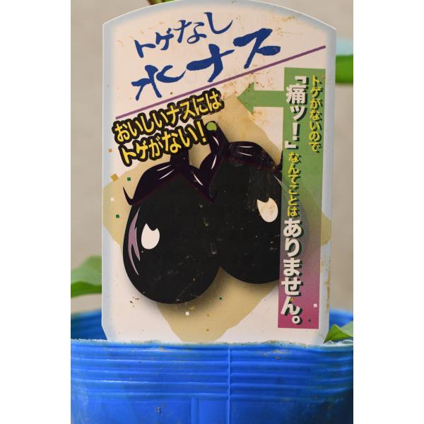 トゲがほとんどないため、扱いやすい品種です。柔らかく甘味があり、浅漬けやぬか漬けに適しています。9cm〜10.5cmポリポット
