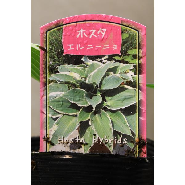ホスタはギボウシの別名でも知られる宿根草です。しっかり成長した株では初夏〜夏の間に白〜藤色の美しい花を咲かせ、様々な色合いや斑入りの葉を観賞できます。半日陰の環境を好みます。エルニーニョはハルシオンの斑入り品種で、クリーム色の斑が入った青み...