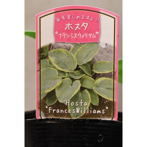 ホスタはギボウシの別名でも知られる宿根草です。しっかり成長した株では初夏〜夏の間に白〜藤色の美しい花を咲かせ、様々な色合いや斑入りの葉を観賞できます。半日陰の環境を好みます。青みを帯びた葉に黄緑色の斑が入ります。成長すると株張が1mにもなる...