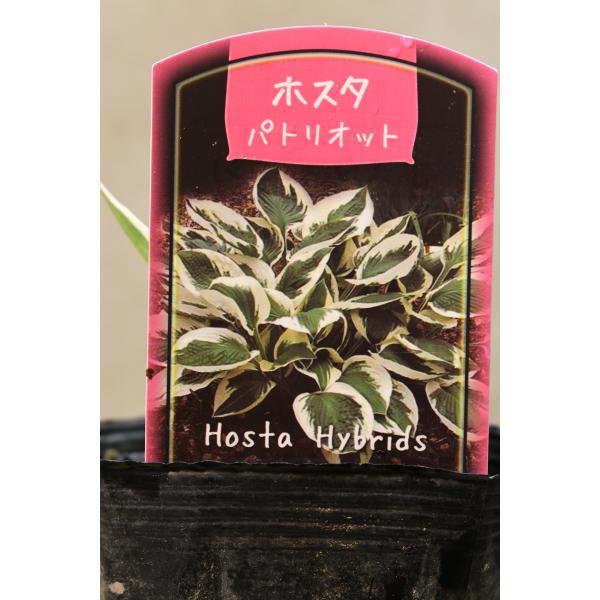 ホスタはギボウシの別名でも知られる宿根草です。しっかり成長した株では初夏〜夏の間に白〜藤色の美しい花を咲かせ、様々な色合いや斑入りの葉を観賞できます。半日陰の環境を好みます。パトリオットはフランシーの変種で、緑色の葉にくっきりと白い斑が入る...