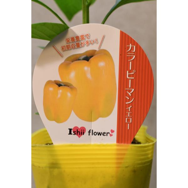 料理の彩りなどに最適のカラーピーマンです。9cm〜10.5cmポリポット