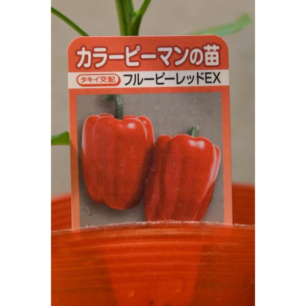 料理の彩りなどに最適のカラーピーマンです。9cm〜10.5cmポリポット