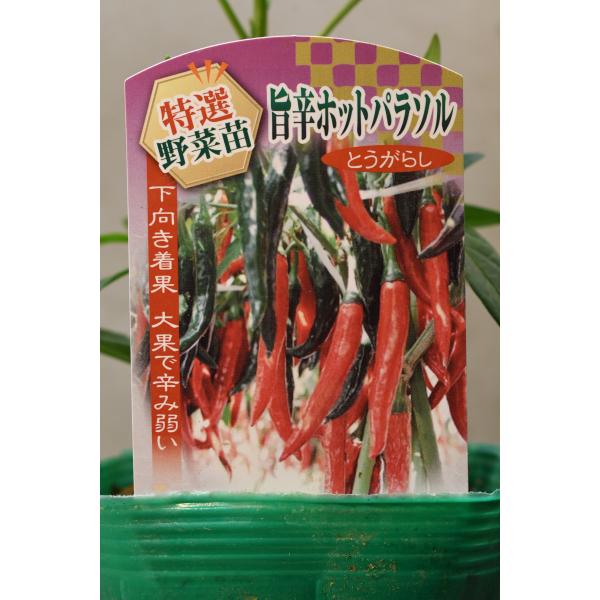 大果で辛み弱い、草勢旺盛で、下向き着果する豊産生の品種です。皮はしっかりとしているため、青果は炒め物などとして、乾果は辛味の少ない乾燥トウガラシとして利用できます。9cm〜10.5cmポリポット