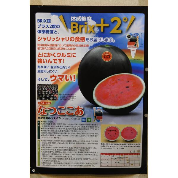果皮は濃い緑色から淡黒色で、従来の「黒娘ここあ」と比べて高温に強く、育てやすい特徴があります。糖度12〜13度と良好で、肉質もよい食感です。9ｃｍ〜10.5ｃｍポリポット
