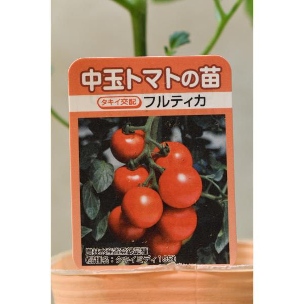食味を追求した中玉トマトで葉かび病にも強い品種です。9cm〜10.5cmポリポット