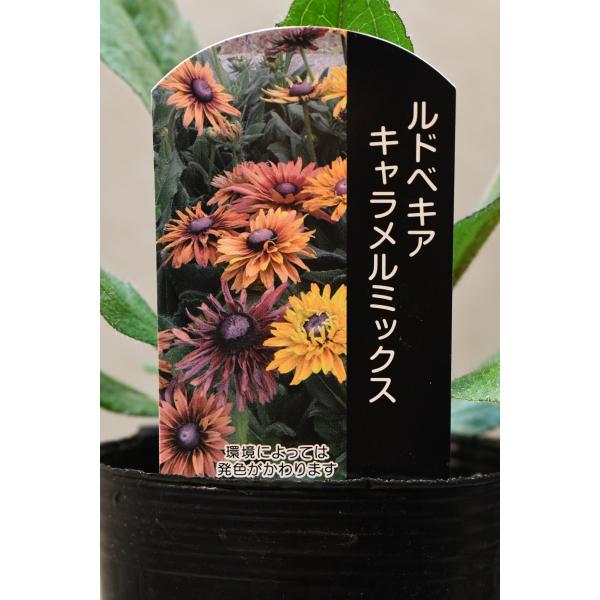 ルドベキアはキク科の耐寒性宿根草です。キャラメルミックスはブラウン系の花を咲かせ、中心の目は黒の品種です。花色には色幅があります。9cmポリポット