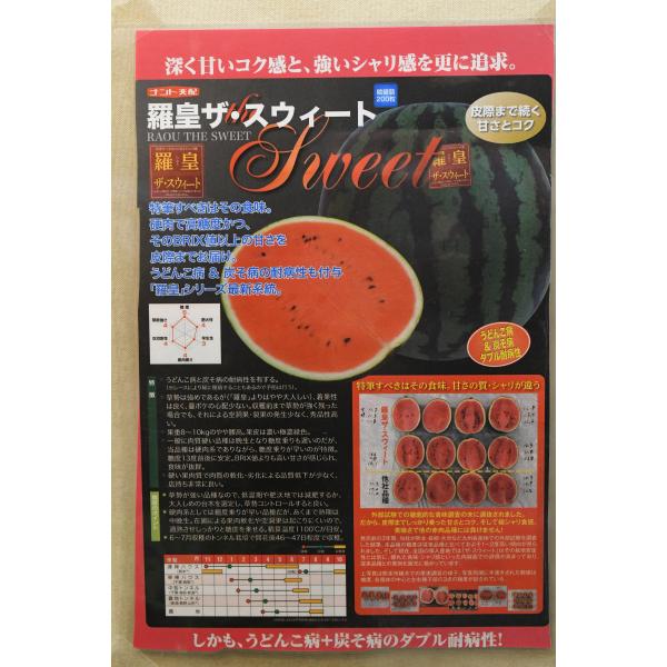 羅皇ザ・スウィートはコクのある甘さとシャリ感が特徴の美味しいスイカです。苗が大きい為、親づるを摘芯してあります。9cm〜10.5cmポリポット