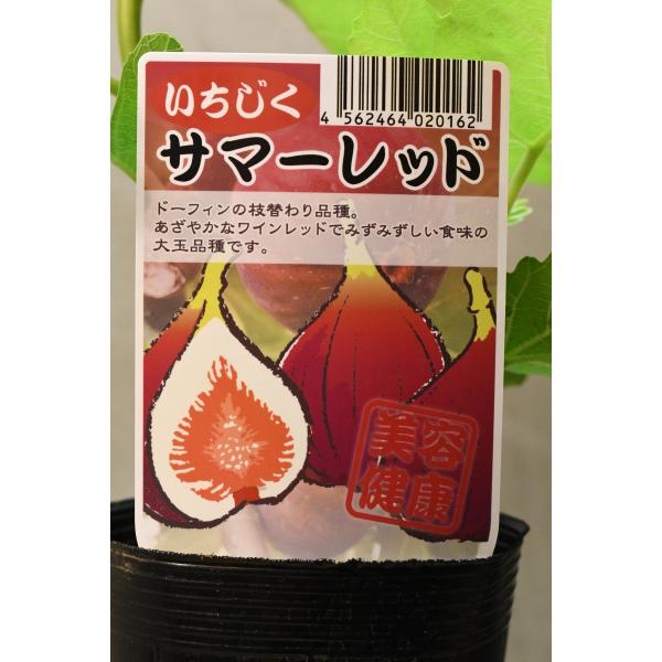 イチジク　サマーレッドは夏秋兼用品種のイチジクで、大きな果実とワインレッドの果肉が魅力です。さっぱりとした甘さの果実がなります。10.5ｃｍロングポリポット