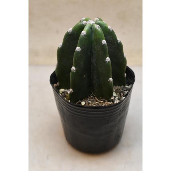 樹高約10cm　9cmポリポット