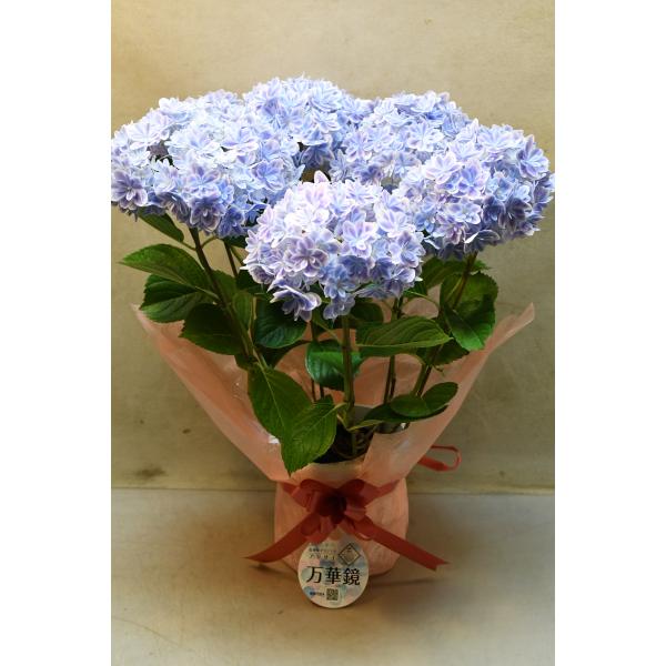 美しいグラデーションの八重咲きの花が美しい、手毬咲のアジサイです。価格にに箱代も含まれています。高さ約55cm　15cmプラ鉢
