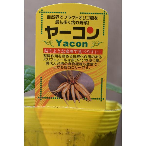 ヤーコンは南米のアンデス山脈原産のキク科の植物です。ナシのようなシャキシャキした食感とほのかな甘みを持ちます。フラクトオリゴ糖を多く含むとされています。10.5ｃｍポリポット