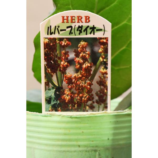 ルバーブはシベリア南部原産のタデ科の植物です。多肉質の葉柄には酸味があり、ジャムやパイなどに利用されます。9cm〜10.5cmポリポット
