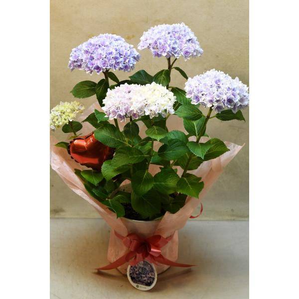 花色のグラデーションが美しい八重咲手毬咲のアジサイです。庭植えにも適した品種です。土壌の酸性度により、花色が決まる品種です。価格には箱代が含まれています。高さ約45cm　15cmプラ鉢