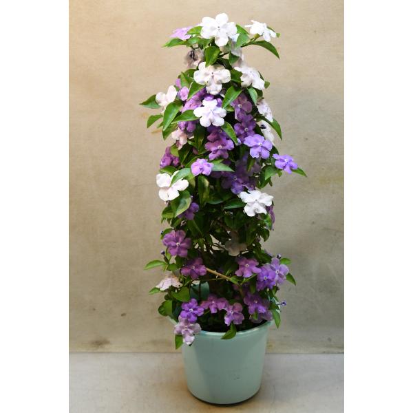 ニオイバンマツリはブラジルやアルゼンチン原産の常緑樹です。花には芳香があり、咲き始めは紫で徐々に白に変化するため、2色の花が咲いているように見えます。春と秋には日当たりの良い場所に夏は半日陰に置いてください。耐寒性はやや弱く、霜などにあてな...