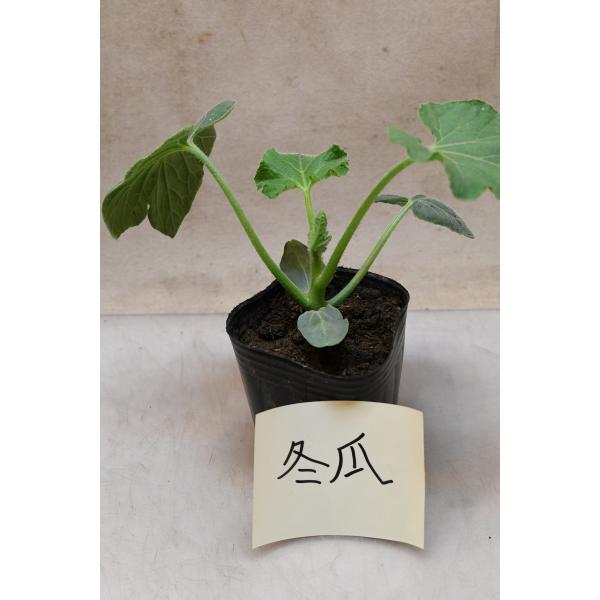 柔らかく白い果肉を持つウリ科の野菜です。冬瓜の名前は丸のまま保存すれば冬までに日持ちすることからとされています。柔らかく淡白な味わいで、煮物などに適しています。9cm〜10.5cmポリポット