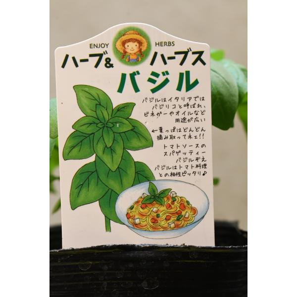 スイートバジルはシソ科の1年草です。トマトやチーズと相性が良いハーブで、日本ではイタリア料理などに良く利用されます。9cm〜10.5cmポリポット