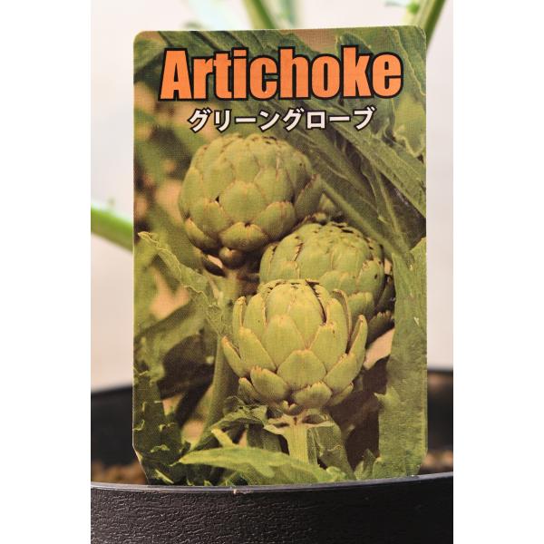 アーティチョークはチョウセンアザミの名前で知られている多年草です。蕾の部分が食べる野菜です。加熱するとホクホクした食感になります。多年草なので1度植えれば5年程度収穫できます。株の消耗を防ぐため、写真の写っている蕾は剪定しました。草丈約60...