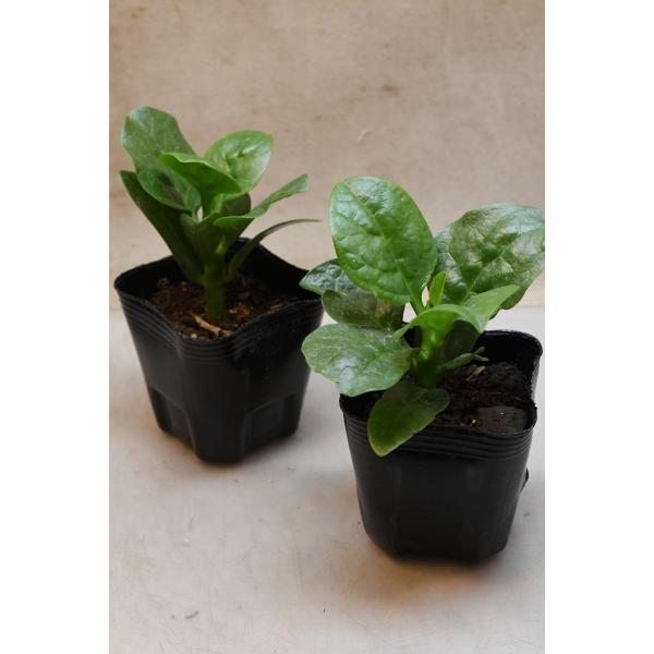 ツルムラサキは東南アジア原産のつる性の1年草です。春に植え、夏〜秋の次々と出てくる脇芽を収穫します。高温多湿の環境を好み乾燥と寒さは苦手です。若い葉と若い茎をさっとゆでて、お浸しや胡麻和えなどに利用します。9cm〜10.5cmポリポット