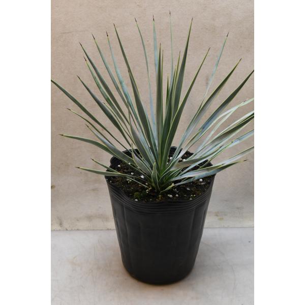 ユッカ　ロストラータはアメリカのテキサス州やメキシコ北部原産の植物です。暑さ寒さにも強い植物で、直射日光を好みます。株元から葉先までの高さ約20cm　15cmポット
