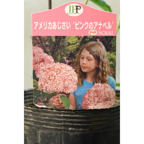 アメリカあじさい　ピンクのアナベルはアナベルの花がピンク色になった品種です。新しく伸びた枝に花を咲かせる性質があるため剪定がしやすく、時期を間違って花芽を切ってしまうこともなく、栽培しやすい品種です。樹高約40cm　13.5ｃｍポリポット