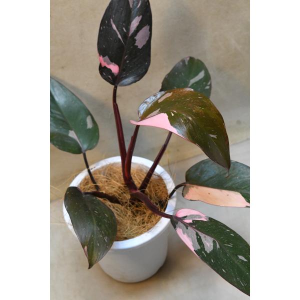 フィロデンドロン　ピンクプリンセスは暗めのシックな色合いの葉にピンクの斑が入るつる性の観葉植物です。葉の色合いとピンク色の斑とのコントラストが美しい品種です。斑の入り方には個体差があり、また、環境によっても変わります。春〜秋の間は土の表面が...