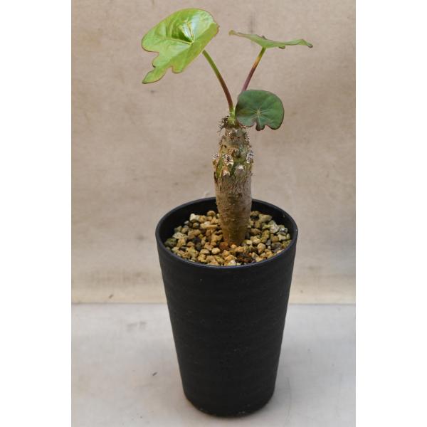 ヤトロファ　サンゴアブラギリはトウダイグサ科の塊根植物（コーデックス）です。幹が徳利状やボトル状に太り、先端部から葉や花茎が出ます。サンゴのような赤い花をさかせます。樹高約10cm　10.5cmプラ鉢