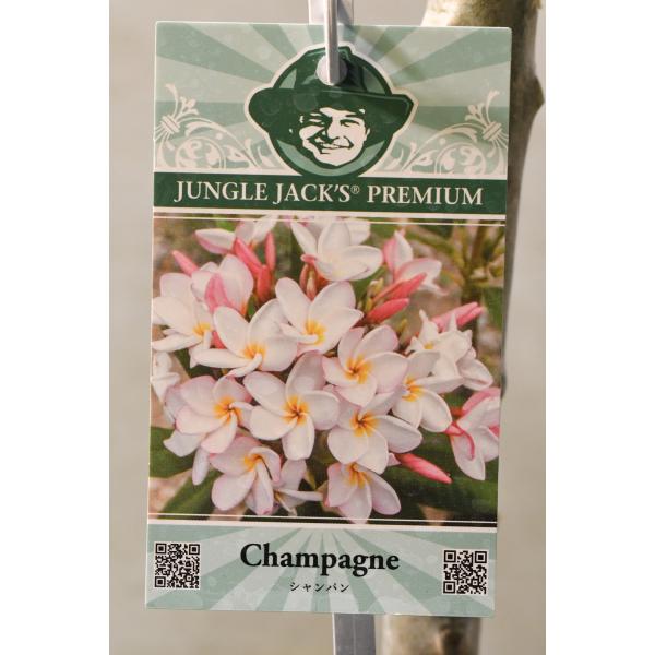 プルメリアはキョウチクトウ科の常緑時で香りの良い鮮やかな花を咲かせ、ハワイのレイなどに使われる花として有名です。ジャングルジャックシリーズはカリフォルニアで育種された、木が小さいうちから開花を楽しむことができる矮性品種で、鉢植えなどで栽培し...
