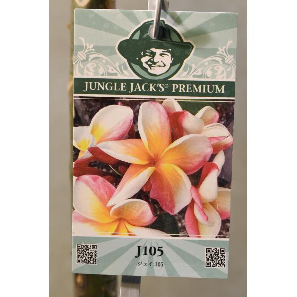 プルメリアはキョウチクトウ科の常緑時で香りの良い鮮やかな花を咲かせ、ハワイのレイなどに使われる花として有名です。ジャングルジャックシリーズはカリフォルニアで育種された、木が小さいうちから開花を楽しむことができる矮性品種で、鉢植えなどで栽培し...