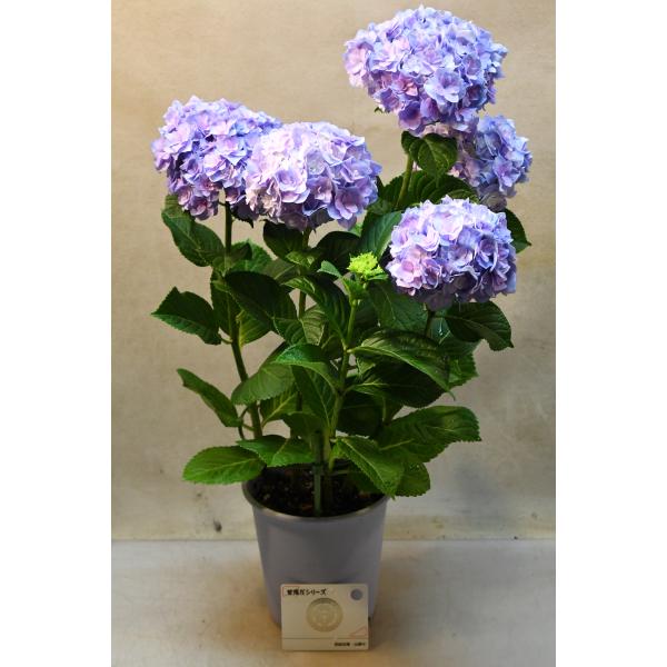 アジサイ　翼はまだ新しい品種です。手毬咲きの花を咲かせます。花の色は植えた土のpHにより変化するタイプです。6月8日入荷商品です。梅雨に時期に風情のある花を楽しむことができる植物です。気温が高くなってきているため、開花の進みが早くなっており...