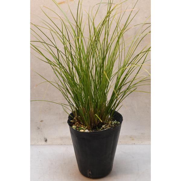 カレックス　テスタセアはニュージーランド原産のカヤツリグサ科の植物です。緑の葉がオレンジやブラウンに変化し、カラーリーフプランツとしても魅力的な植物です。やや乾いた場所を好み、栽培に手間はあまりかかりません、枯れた葉を取り除く程度で植えっぱ...
