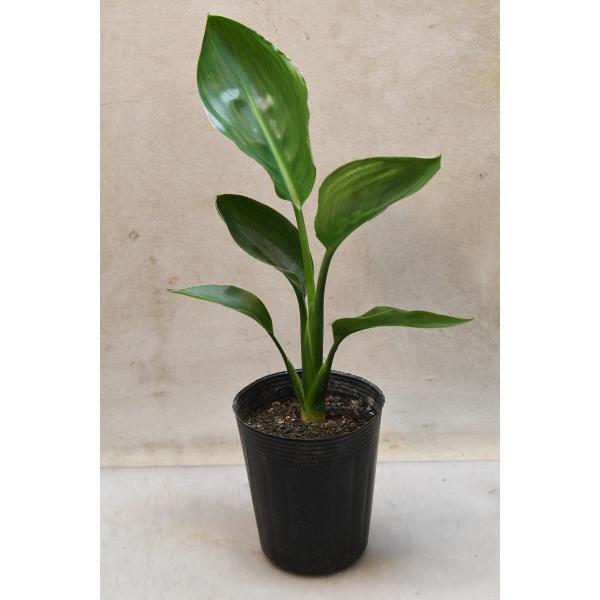 スラリとした印象の青みを帯びた葉が魅力の観葉植物です。根がしっかりしているため、初心者にも育てやすい品種です。花はオレンジで、極楽鳥花の別名でも知られています。日当たりの良い明るい場所を好み、耐寒性はやや弱いので霜や凍結を避けて管理してくだ...
