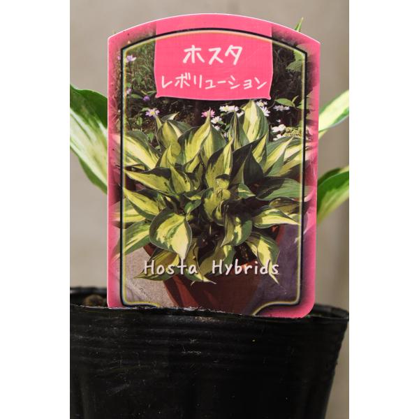 ホスタはギボウシの別名でも知られる宿根草です。しっかり成長した株では初夏〜夏の間に白〜藤色の美しい花を咲かせ、様々な色合いや斑入りの葉を観賞できます。半日陰の環境を好みます。レボリューション葉の中央に大きく白い斑が入り、それに重なって緑の斑...