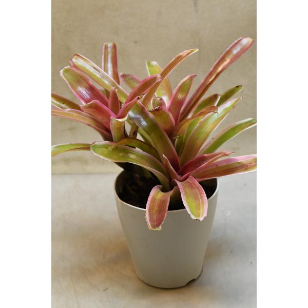 ネオレゲリア　ファイヤーボールはパイナップル科の観葉植物です。日当たりの良い場所に置くと葉が赤く色づきます。夏場の強い直射日光は葉焼けの原因となるため避けてください。室内から屋外に出す際には急に環境を変えずに徐々に慣らすようにしてください。...