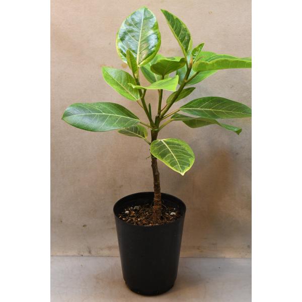 フィカス　アルテシマはゴムの木の仲間の観葉植物です。大きめの楕円形の葉は明るい黄緑色に濃い緑の斑が入り、明るい印象の植物です。レースのカーテン越しの光などが当たる明るい室内が適しています。土の表面が乾いたら鉢底の穴から流れるまでたっぷり水を...