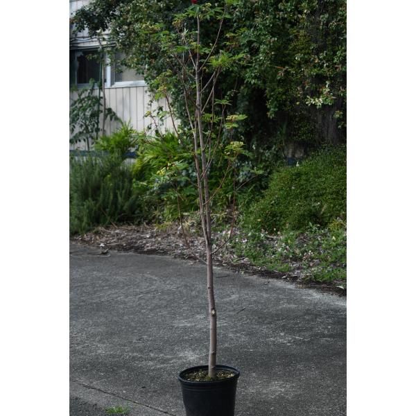 ナナカマドはバラ科の落葉小高木です。季節の変化を楽しめる植物で、5月〜7月に白い花を咲かせ、秋の紅葉や冬には赤い実が残り、シンボルツリーや公園樹などとして栽培されます。日本の山野に自生しているため気候にあっていて丈夫で栽培しやすい植物です。...