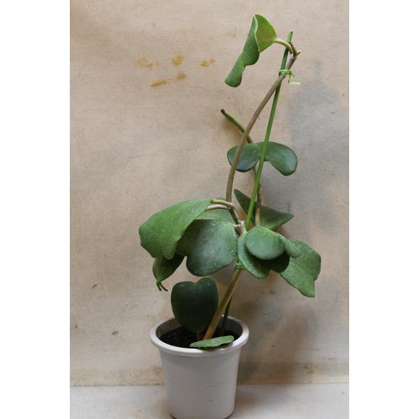 ホヤ　カーリーは東南アジア原産のつる性の植物で、厚いハート型の葉が特徴です。ハートホヤの名前でも呼ばれ、葉を1枚挿したものなども出回ります。明るい日陰〜半日陰を好み、レースのカーテン越しの光があたるような場所が適しています。多肉質の植物のた...