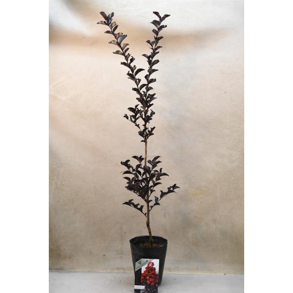 サルスベリ　ブラックリーフダイヤモンド  クリムゾンレッドは艶のある黒葉に深紅の花が映える品種です。夏から秋にかけて次々と花を咲かせ、夏場の花の少ない時期の庭を華やかに彩る花木です。比較的コンパクトな樹形に育ち、シンボルツリーとしても鉢植え...