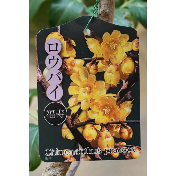 ロウバイ　福寿は甘く濃厚な香りを持つ透明感のある蝋細工のような黄色の花をお正月ごろから2月にかけて咲かせます。福寿はロウバイの中では大輪の花でとても見栄えがします。暑さ寒さにも強く、日本全国で栽培可能な落葉樹です。日当たりと水はけのよい場所...