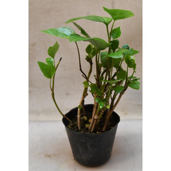 オカメヅタはヘデラ　カナリエンシスの別名でも知られる常緑のつる性植物です。艶のある丸みを帯びた葉が1年中茂り、壁面緑化やフェンスやトレリスに絡ませたり、グランドカバーのようにも利用できます。良く伸びるため、伸びすぎた場合は剪定で調整してくだ...