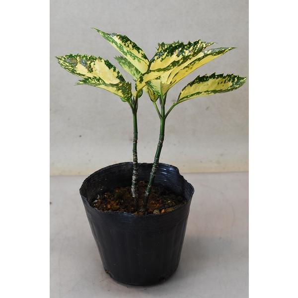 アオキはミズキ科の常緑樹です。冬でも葉が青く、斑入りの葉には様々な種類があります。日陰でも良く育ちます、強い日差しでは葉の色が悪くなることがあります。また、風通しの悪い場所ではカイガラムシが付きやすいことがあるため、ある程度風通しの良い場所...