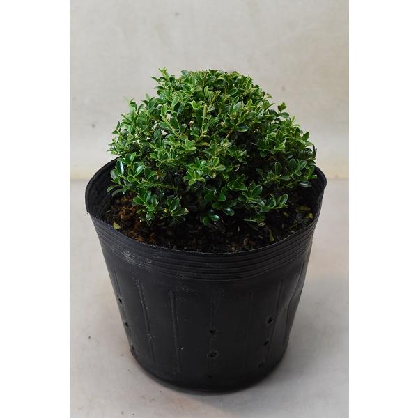 新芽が黄色いタイプの品種です。樹高約20cm　18cmポリポット