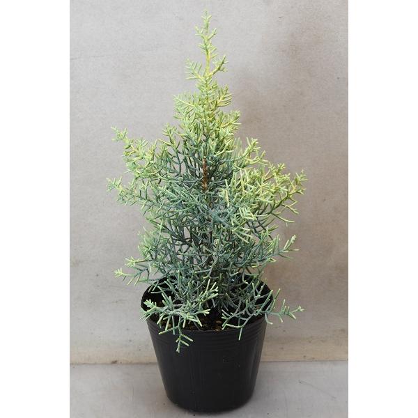 樹高約25cm　12cmポリポット