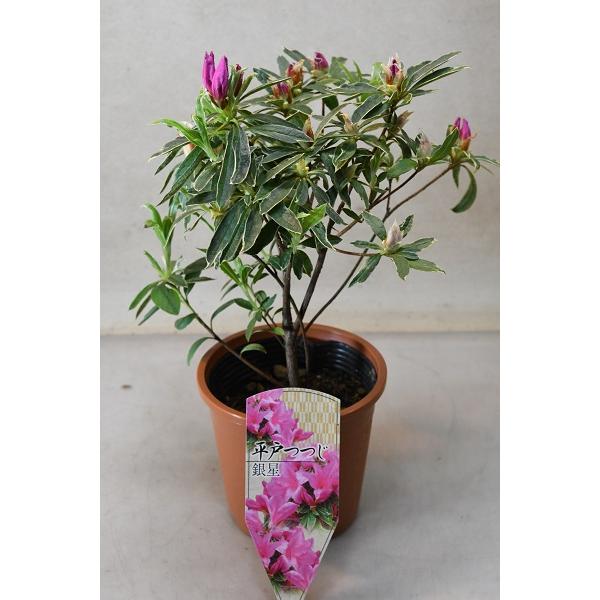 平戸ツツジは大型のツツジで大輪の花を咲かせる品種です。久留米ツツジが咲いた後の時期（4月下旬ごろ）に開花します。強健な品種で街路樹や公園の植栽などにも利用されます。銀星はオオムラサキの枝変わりの品種で、葉に白い斑が入ります。樹高約25cm　...