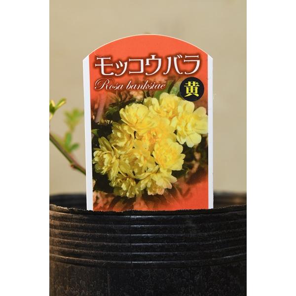樹高約15cm〜20cm　10.5ｃｍロングポリポット