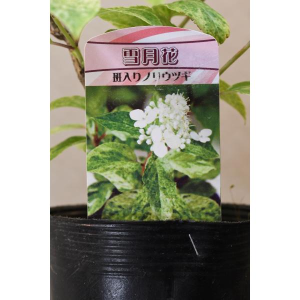 斑入りの葉も楽しめるノリウツギの斑入り品種です。雪月花は葉に白い散斑が入り、春から秋は斑がくっきりとでて、白いピラミッド型の花とともに明るく爽やかな印象の花木です。樹高約20cm　10.5cmロングポリポット