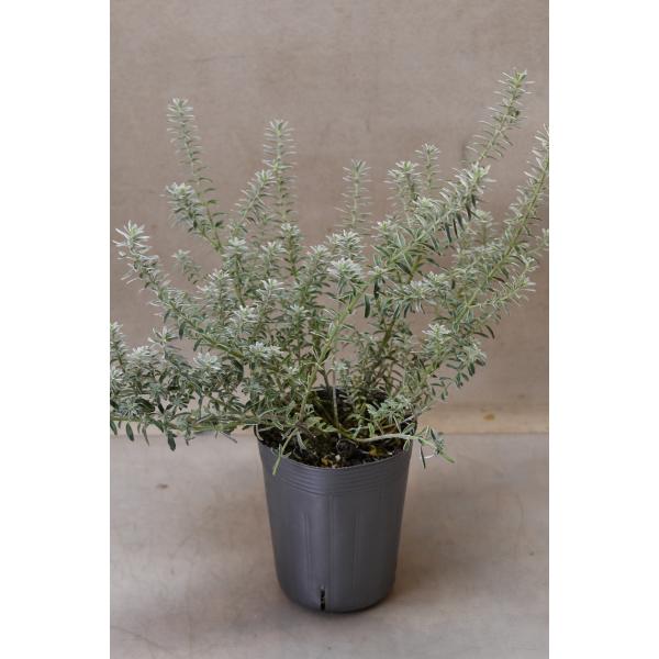 オーストラリア原産のシルバーリーフを持つ常緑低木です。カラーリーフプランツとして1年中鑑賞できます。9月7日写真交換樹高約20cm　10.5cmポリポット